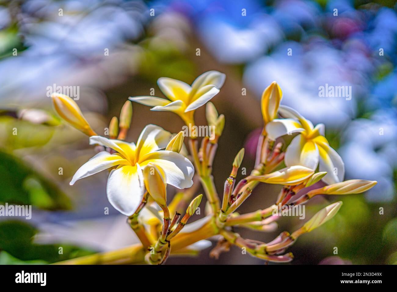 Close-up of white and yellow tropical flower blooming; Maui, Hawaii ...