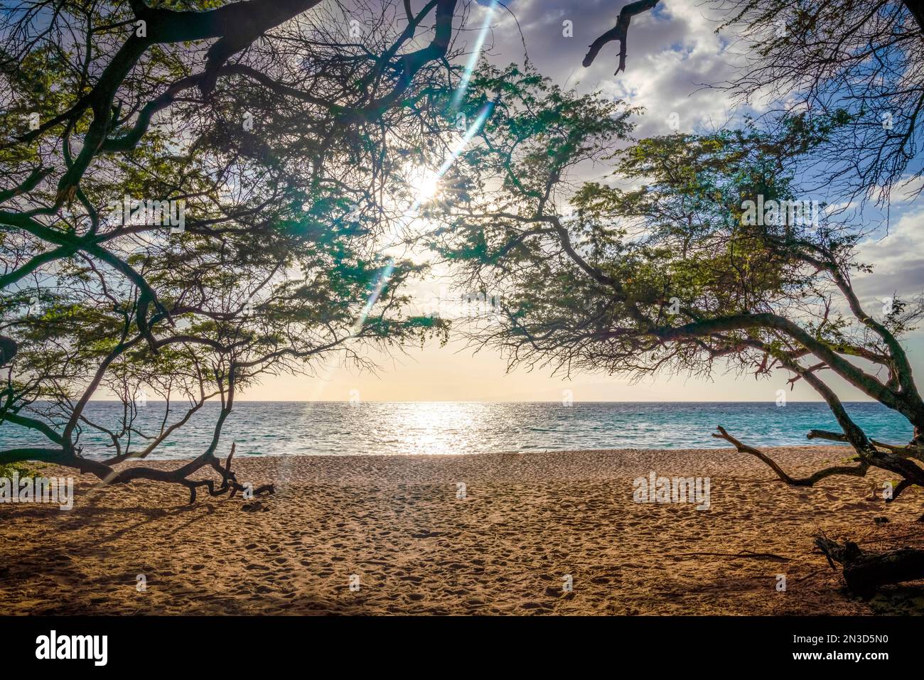 View through trees of sunlight reflected on the Pacific Ocean from the ...