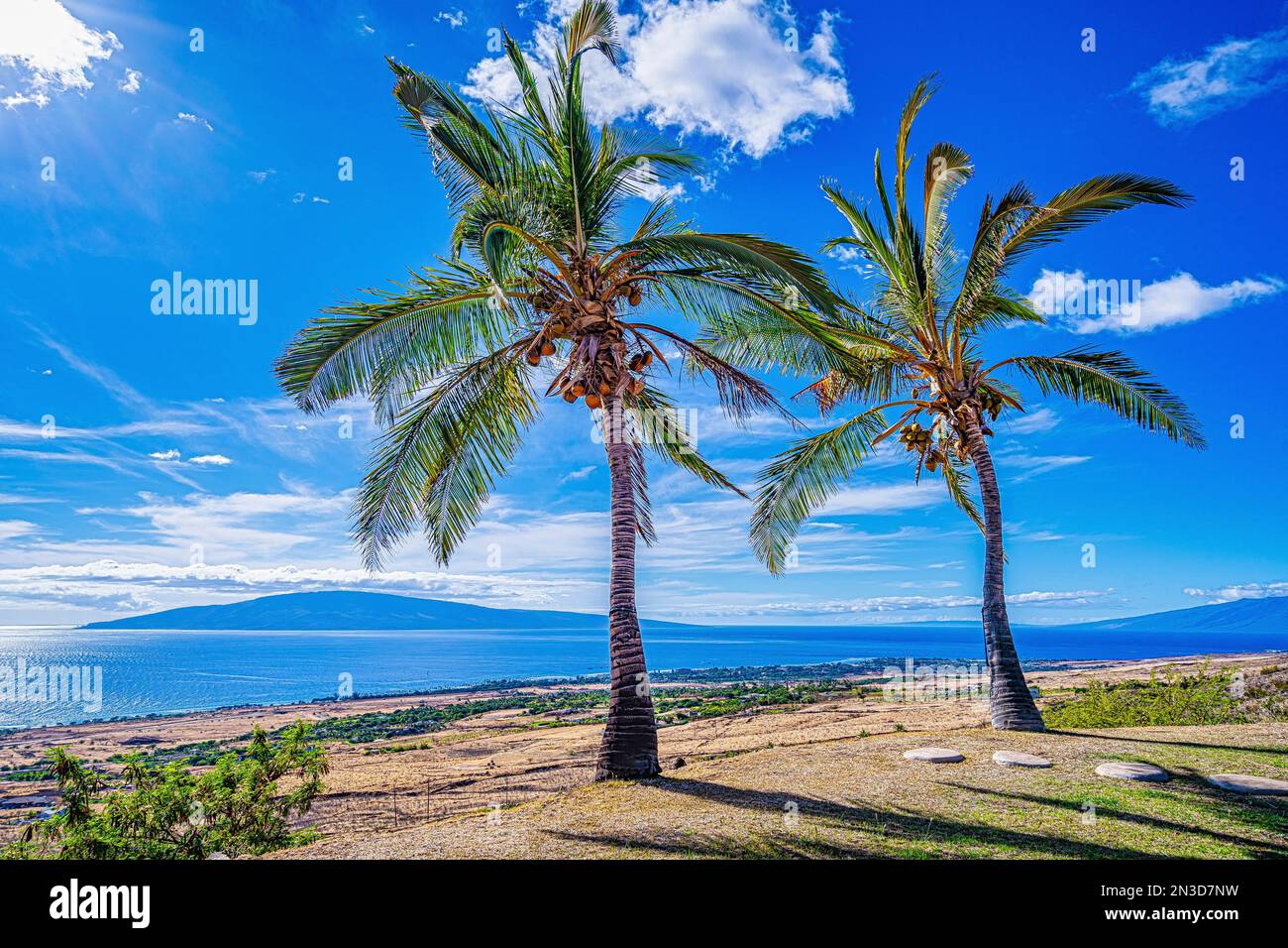 Coconut palm trees (Cocos nucifera) standing on a hillside overlooking ...