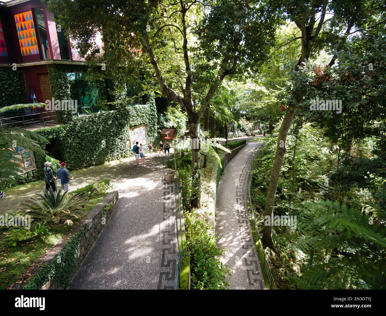 Forest walk, Tropical gardens, Funchal, Madeira Stock Photo - Alamy