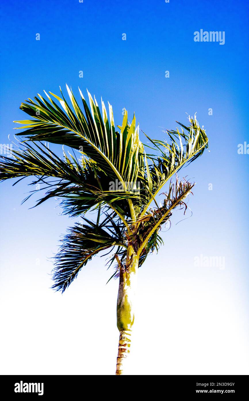 Over exposed Palm Tree with color Stock Photo - Alamy