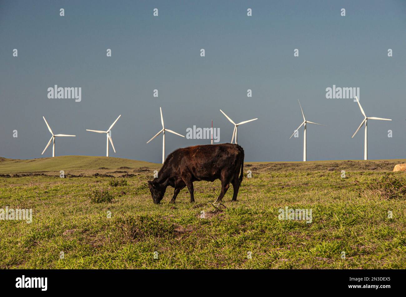 Row of wind turbines and a cow grazing in a field on the Big Island of ...