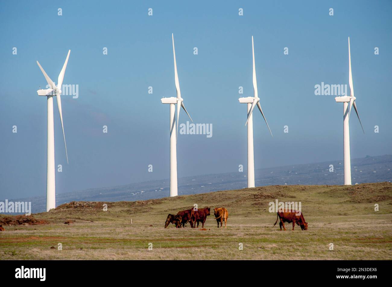 Row of wind turbines and cattle grazing in field on the Big Island of ...
