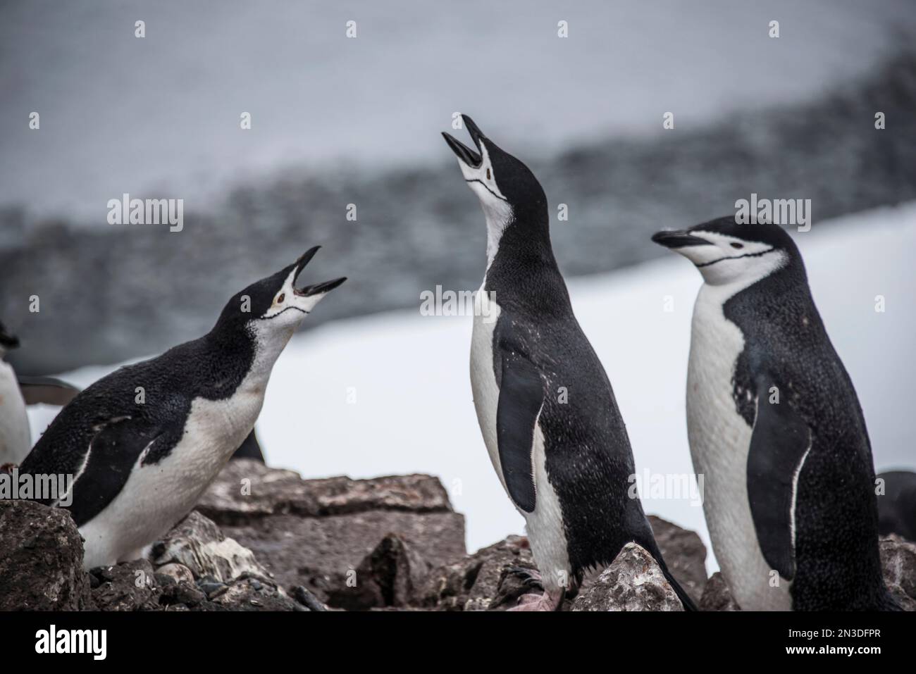 Three chinstrap penguins (Pygoscelis antarcticus) nesting on the rocks ...