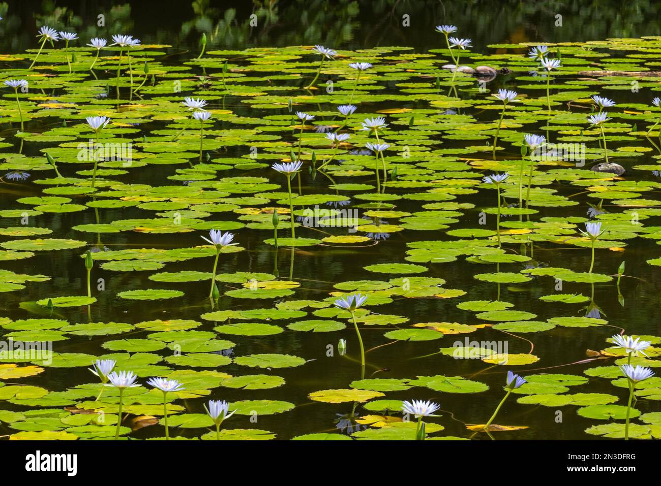 View of Hawaiian Tropical Water Lilies (Nymphaea) at Punaluʻu Beach on ...