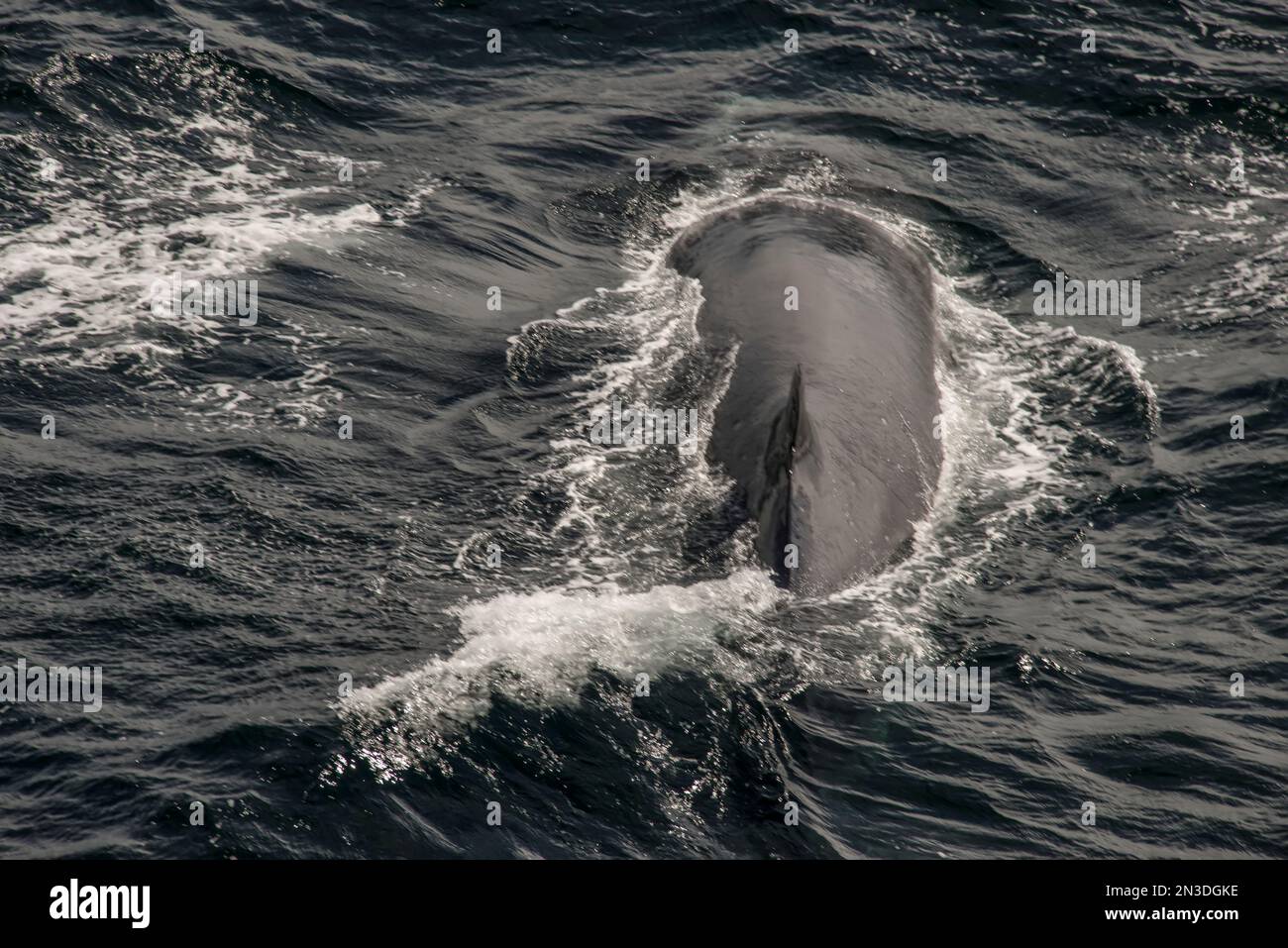 Close-up of a Sei Whale (Balaenoptera borealis) surfacing for a breath ...