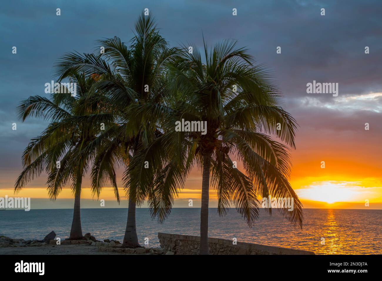 Palm trees framing the view of a vibrant, golden sunset at Celestun ...