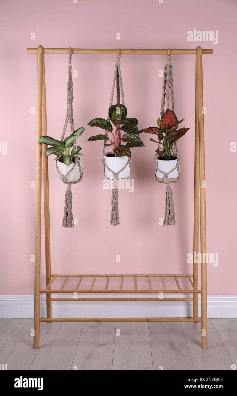 Beautiful houseplants hanging on wooden rack near pink wall Stock Photo ...