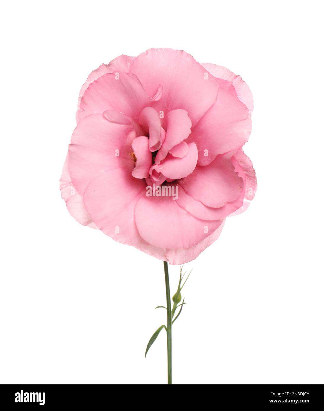 Beautiful fresh Eustoma flower isolated on white Stock Photo - Alamy