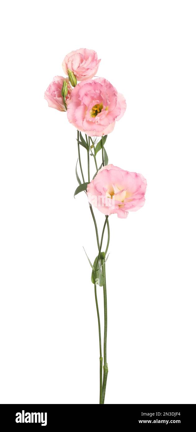 Beautiful pink Eustoma flowers isolated on white Stock Photo - Alamy