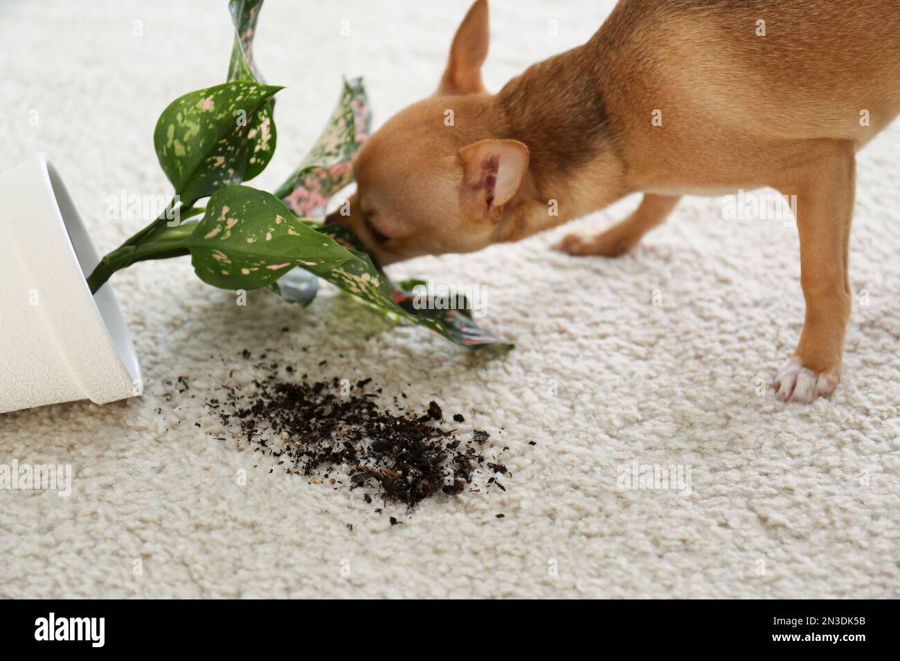 Disobedient cute little chihuahua dog hi-res stock photography and ...