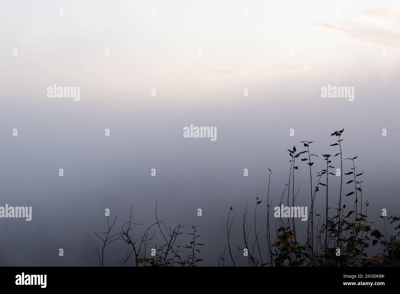 Thick fog background hi-res stock photography and images - Alamy