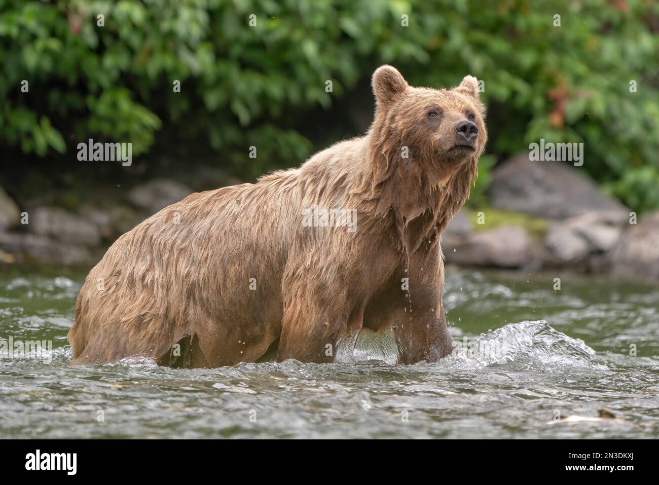 Close-up of a female grizzly bear (Ursus arctos horribilis) coming out ...