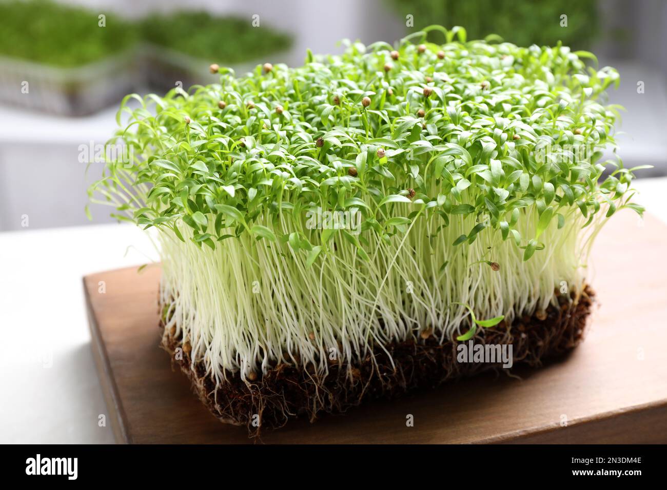 Fresh organic microgreens on white table, closeup Stock Photo - Alamy
