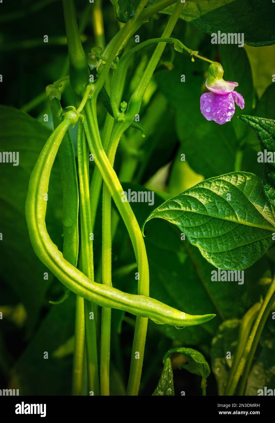 Close up of green beans (Phaseolus vulgaris) on the vine and purple ...