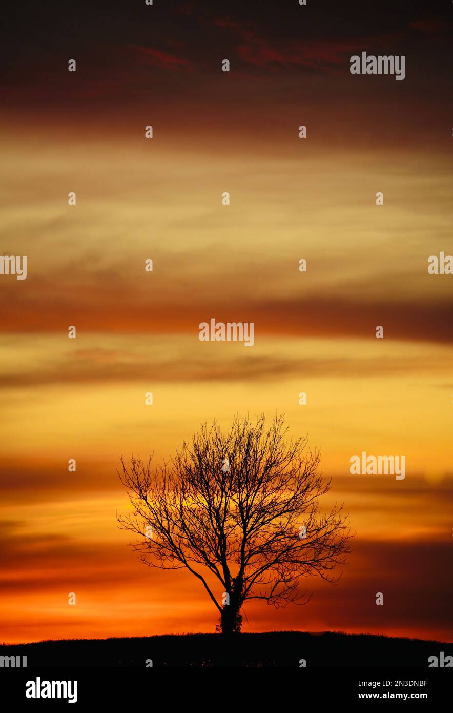Tree silhouettes at sunrise Stock Photo - Alamy