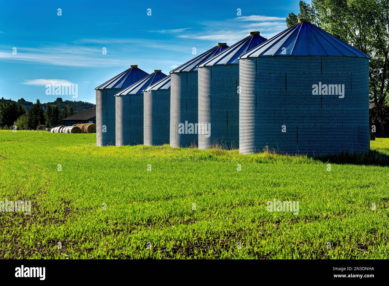 A row of large metal grain bins in a field; West of Calgary, Alberta ...