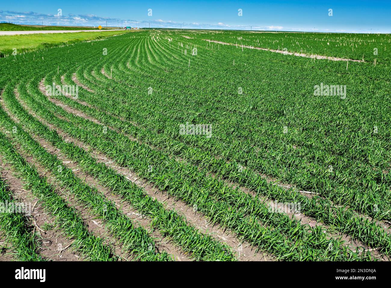 Rows of an early grain (Poaceae) field; Southeast of Calgary, Alberta ...