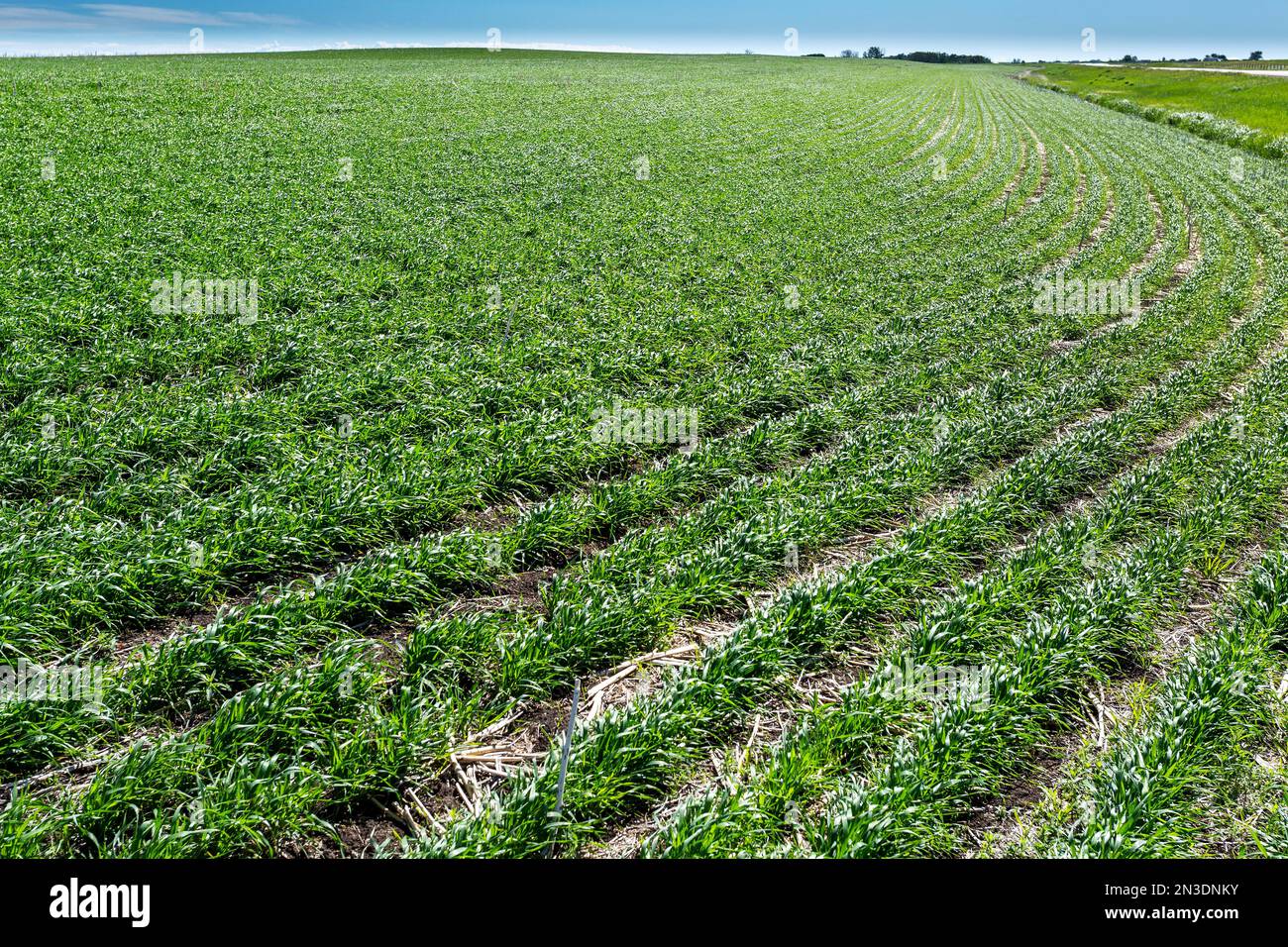 Rows of an early grain (Poaceae) field; Southeast of Calgary, Alberta ...