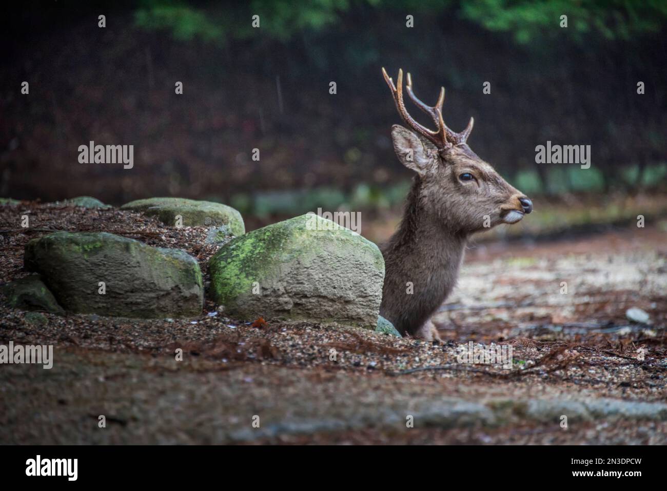 Sika deer (Cervus nippon) on the island of Miyajima, also known as ...