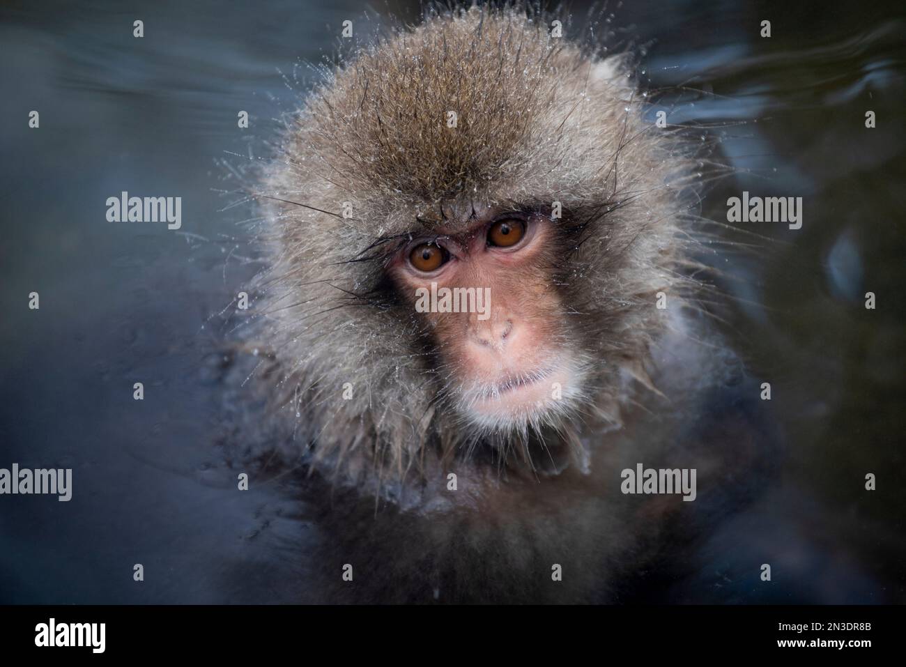 Japanese monkey sitting in hot hi-res stock photography and images - Alamy