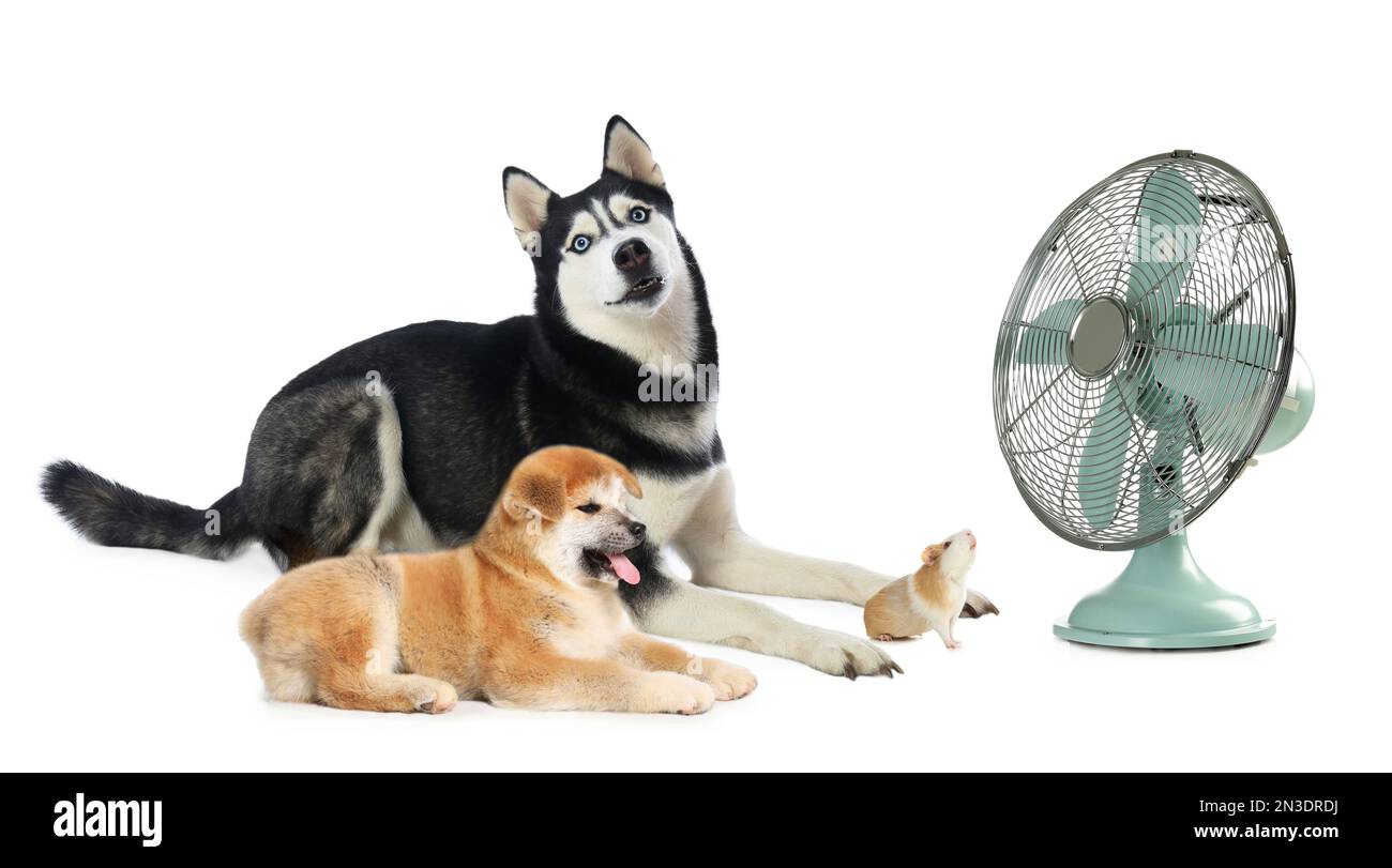 Cute dogs and guinea pig near fan on white background, banner design ...