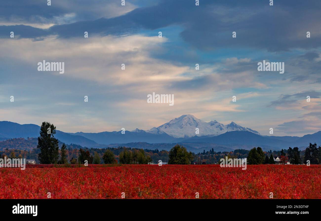 Blueberry fields hi-res stock photography and images - Alamy
