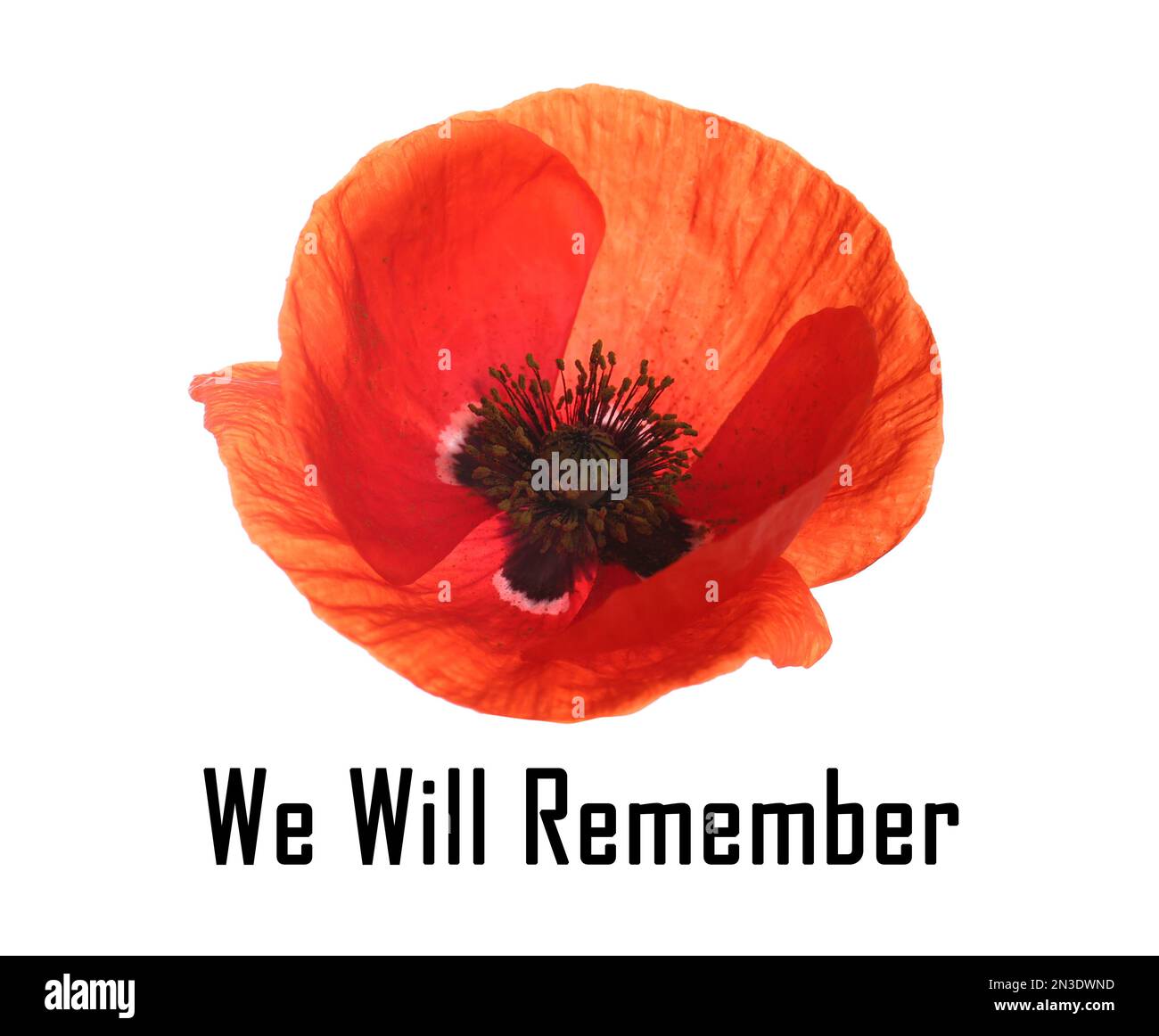 Remembrance day card. Red poppy flower and text We Will Remember on ...