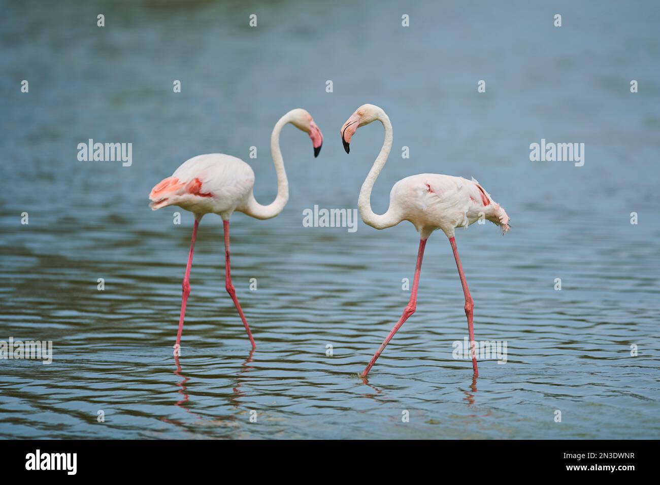 Two Greater Flamingos (Phoenicopterus roseus) wildlife, standing in the ...