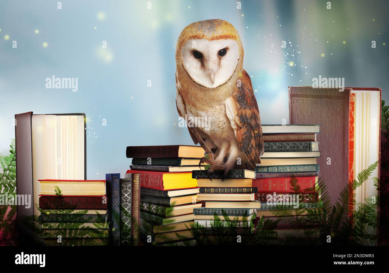 Beautiful wise owl on books in fantasy world Stock Photo - Alamy