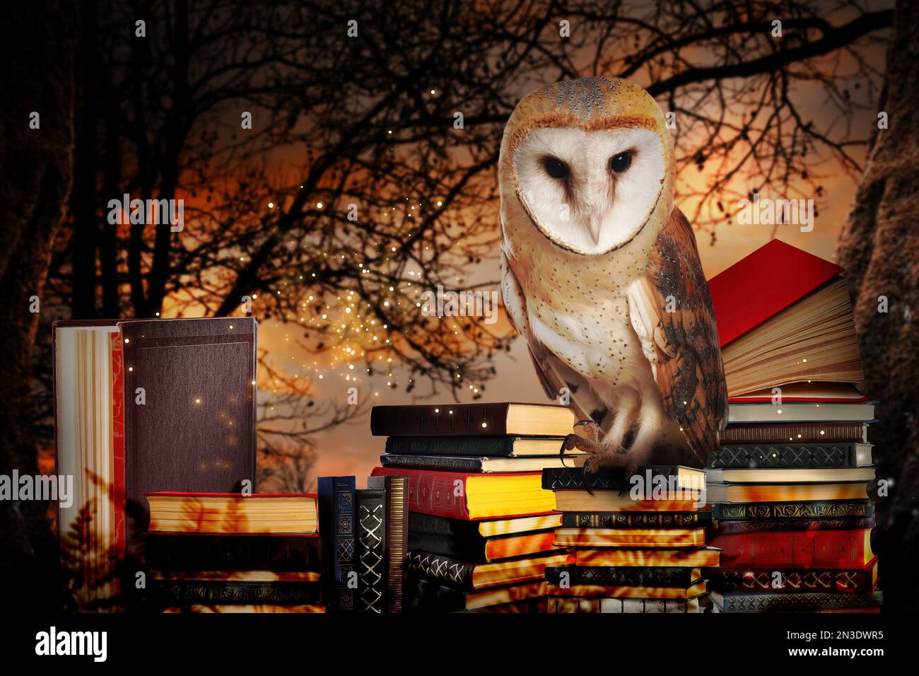 Beautiful wise owl on books in fantasy world Stock Photo - Alamy