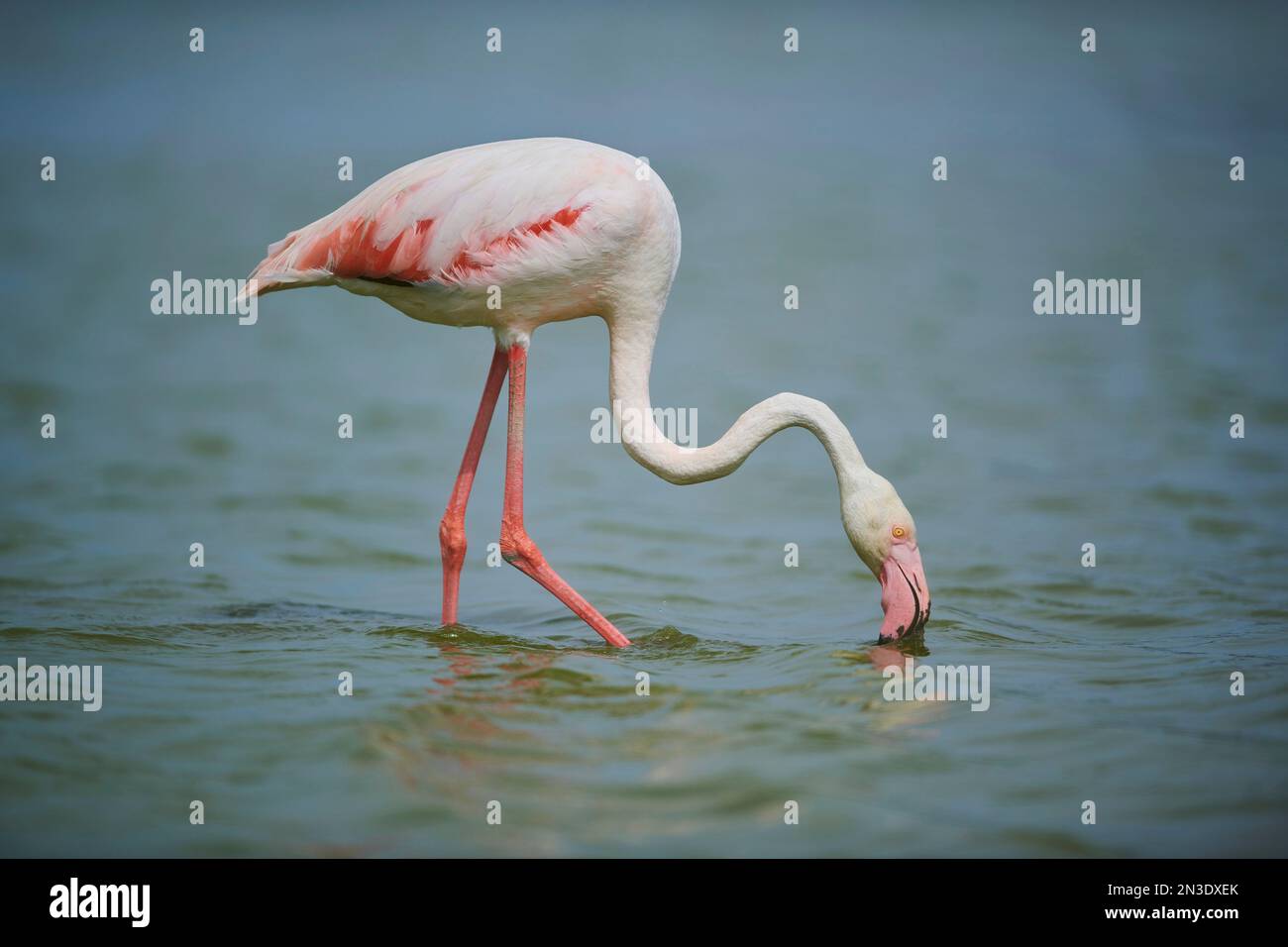 A Greater Flamingo (Phoenicopterus roseus) wildlife, standing in the ...