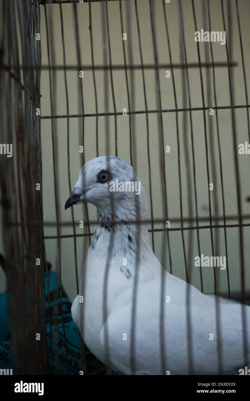 A vertical closeup of a white dove in a cage alone Stock Photo - Alamy