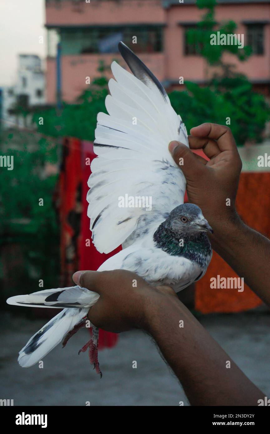 A vertical shot of hands holding a pigeon and showing off its wing ...