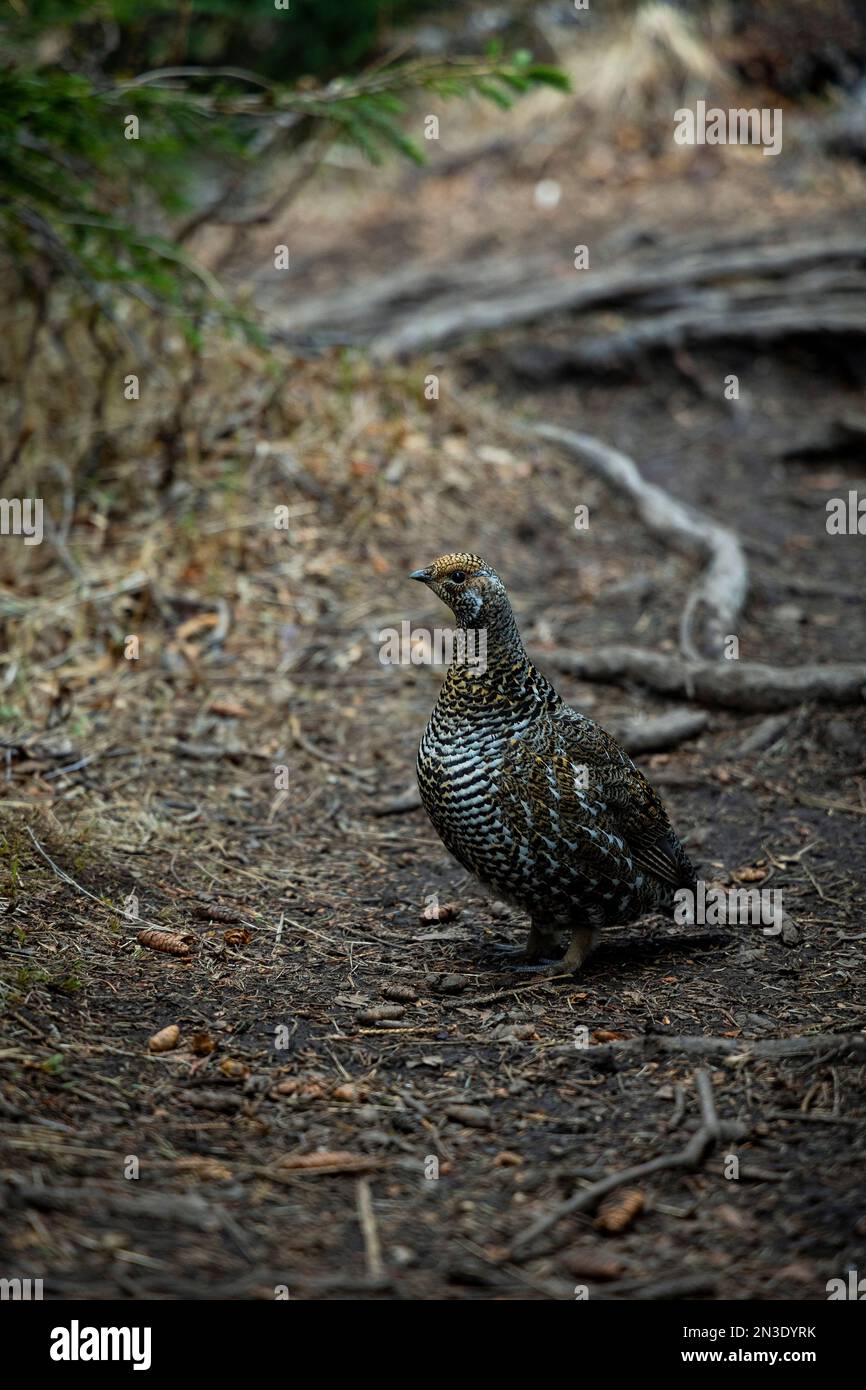 Close-up portrait of a spruce grouse hen (Canachites canadensis ...