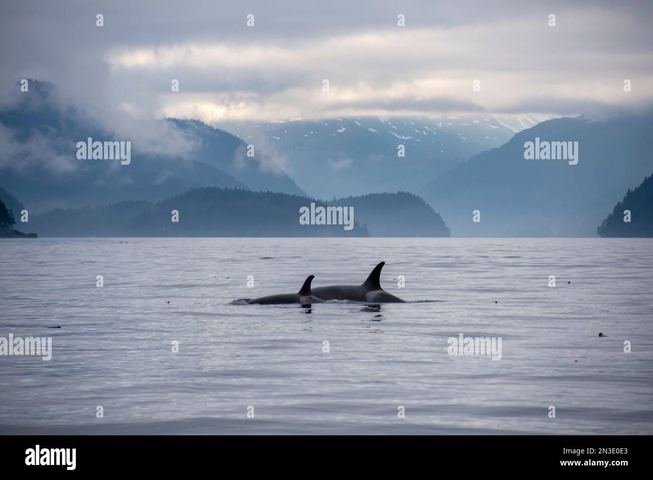 Orcas, killer whales,(Orcinus orca) transit the waters near Tutka Bay ...
