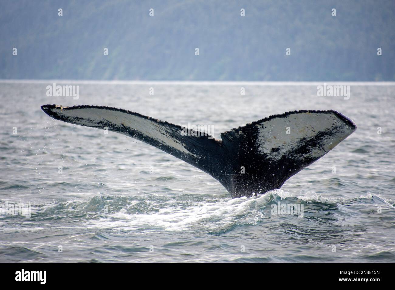 Fluke of humpback whale (Megaptera Novaeanglia) viewed above water ...