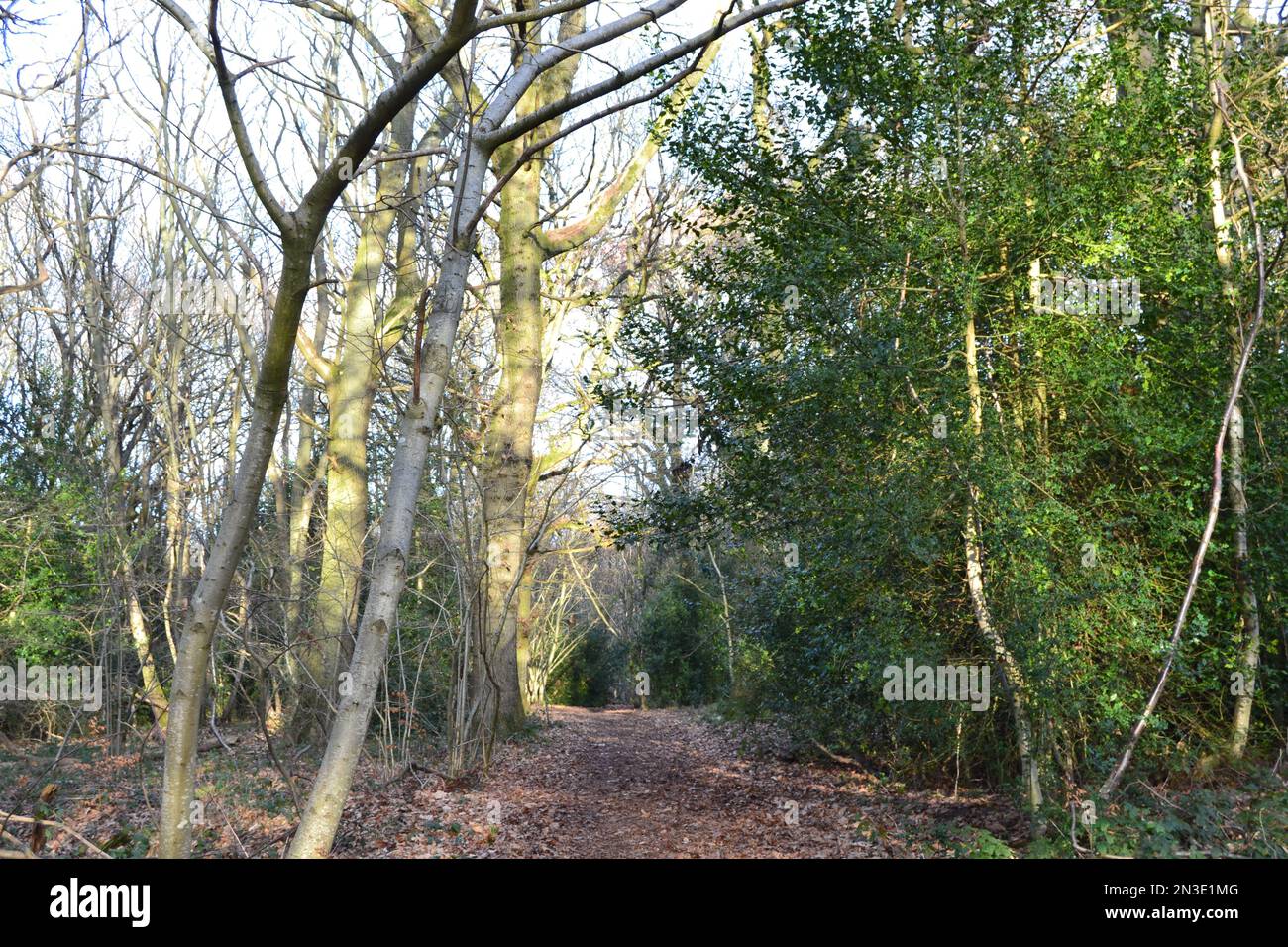 Woods, paths and countryside in the North Downs, Cudham, Kent in ...
