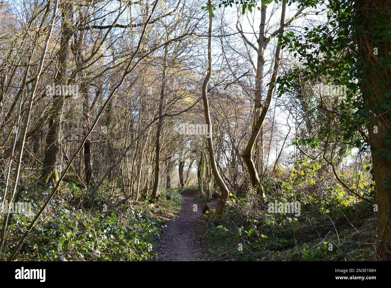 Woods, paths and countryside in the North Downs, Cudham, Kent in ...