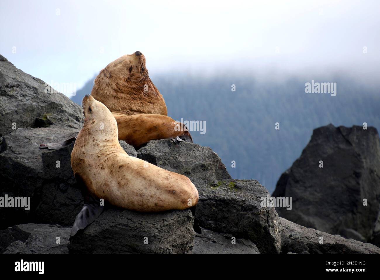 Sea lions (Otariinae) sun themselves on a haul out on Flat Island in ...