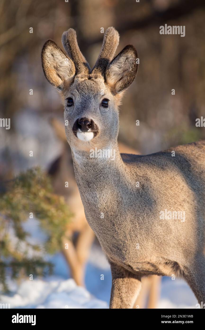 Winter portrait of a roe buck (Capreolus capreolus) with beautiful ...