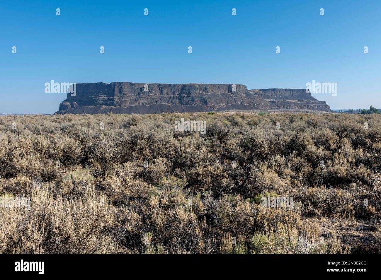 Steamboat Rock dominates the horizon across a field of sage plants in ...