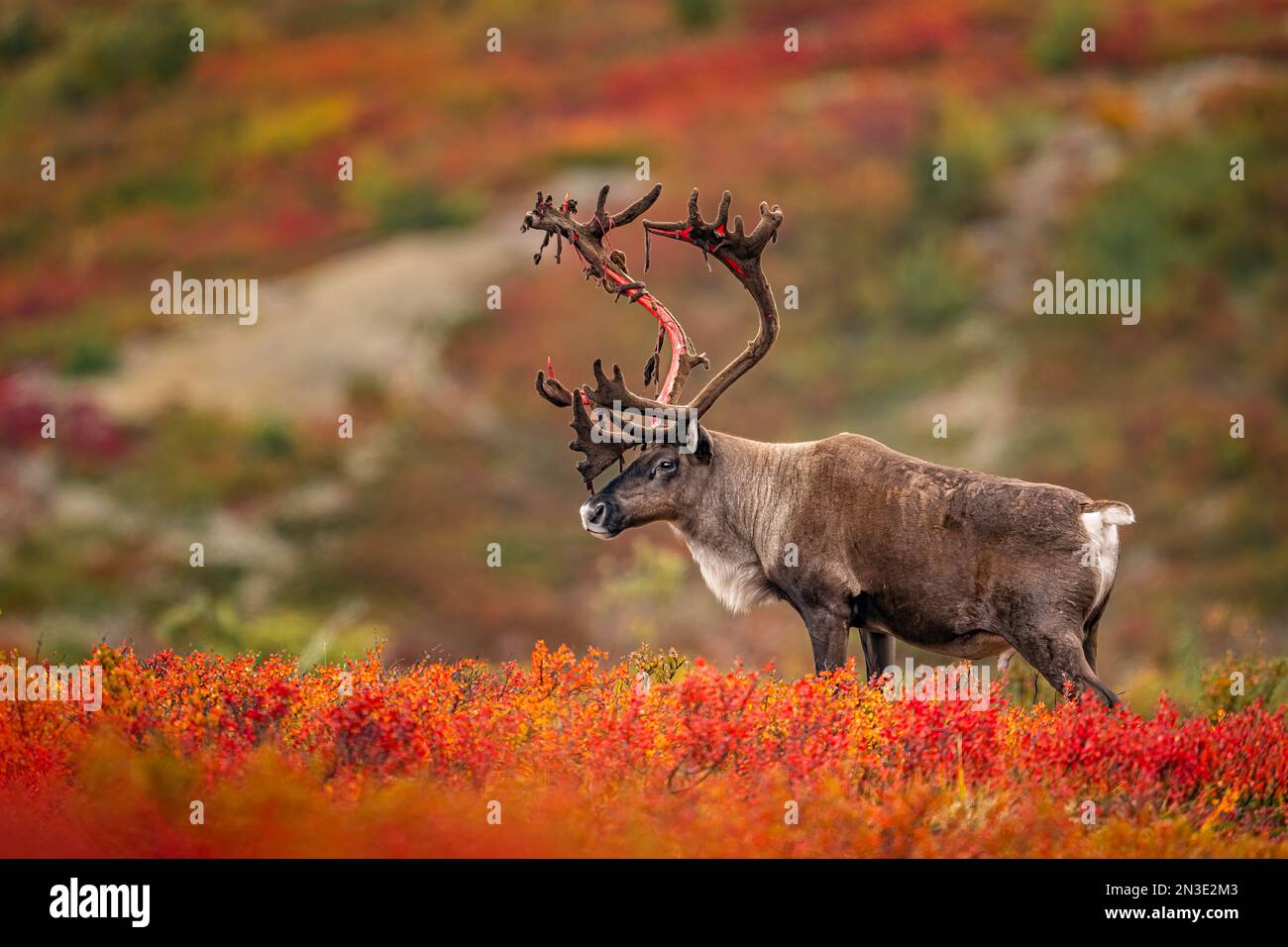Fall colors caribou hi-res stock photography and images - Alamy