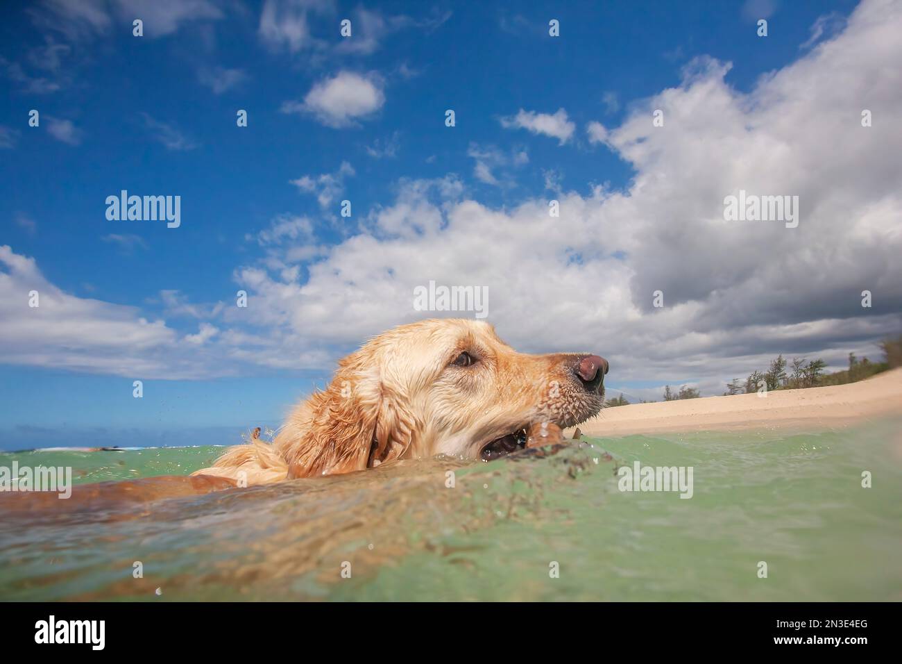 Close-up of a Golden Retriever (canis lupus familiaris) swimming in the ...