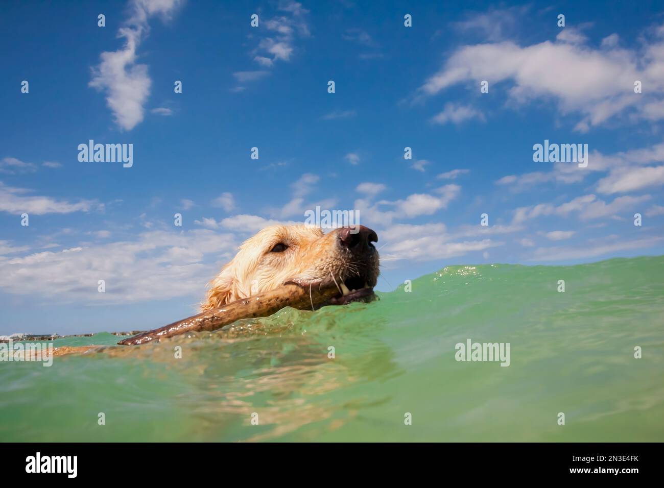 Close-up of a Golden Retriever (canis lupus familiaris) swimming in the ...