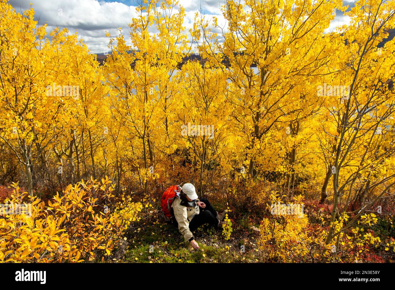 A woman picks low bush cranberries amidst fall foliage at Tangle Lakes ...