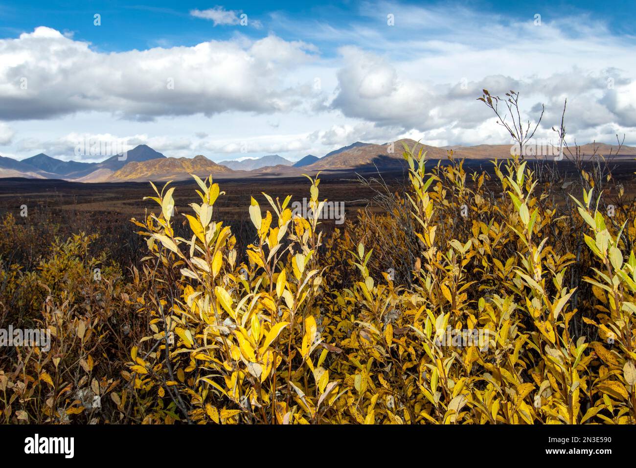 Fall foliage with mountain peaks and a cloud filled blue sky along the ...