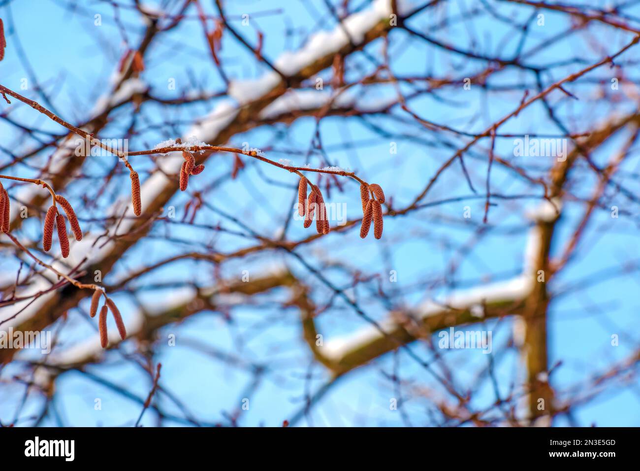 Hazel blossom hi-res stock photography and images - Alamy