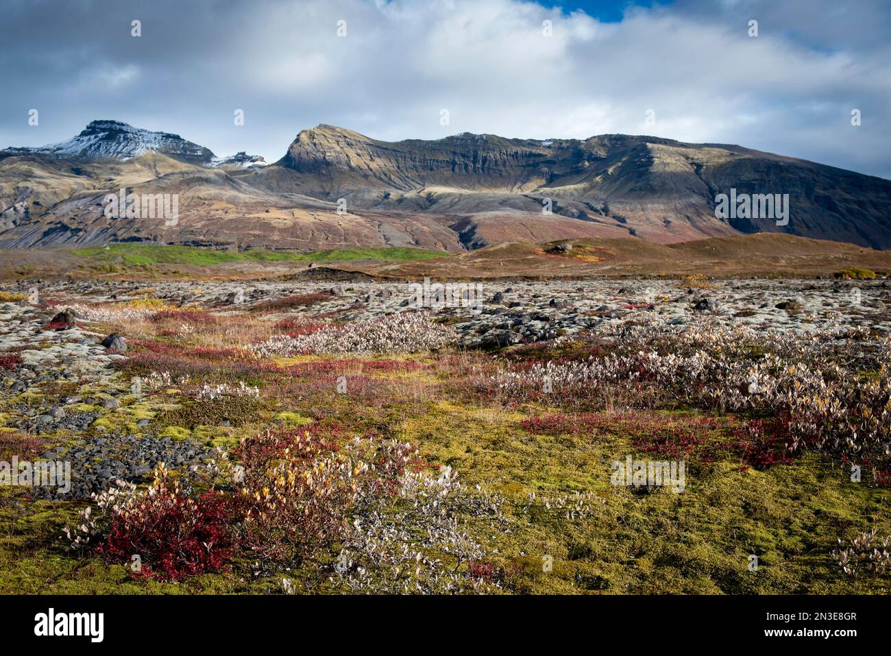 Colorful moss and shrubs on the tundra with mountain peaks in the ...