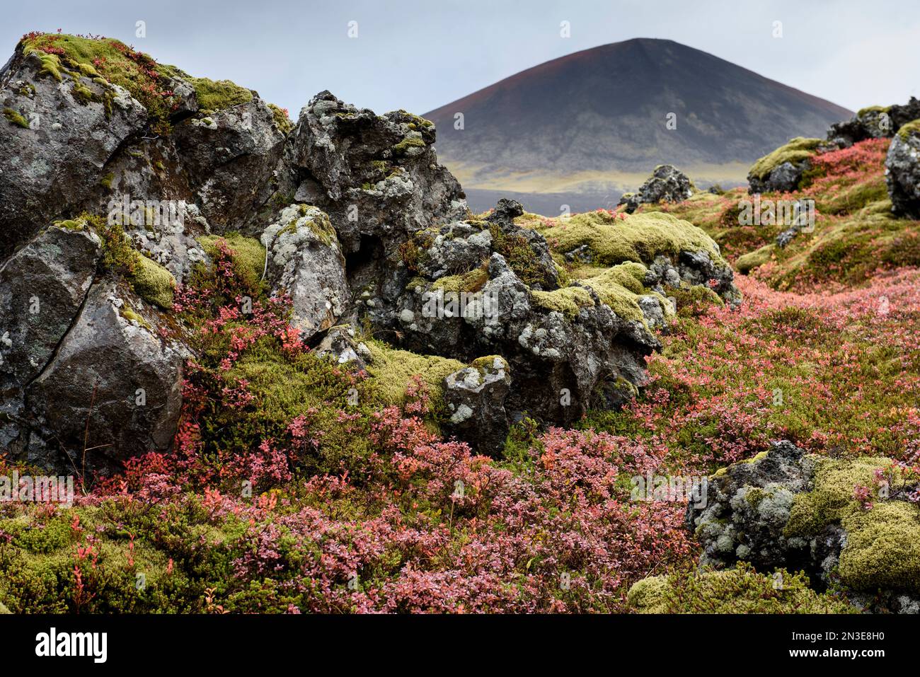 Tundra shrubs hi-res stock photography and images - Alamy